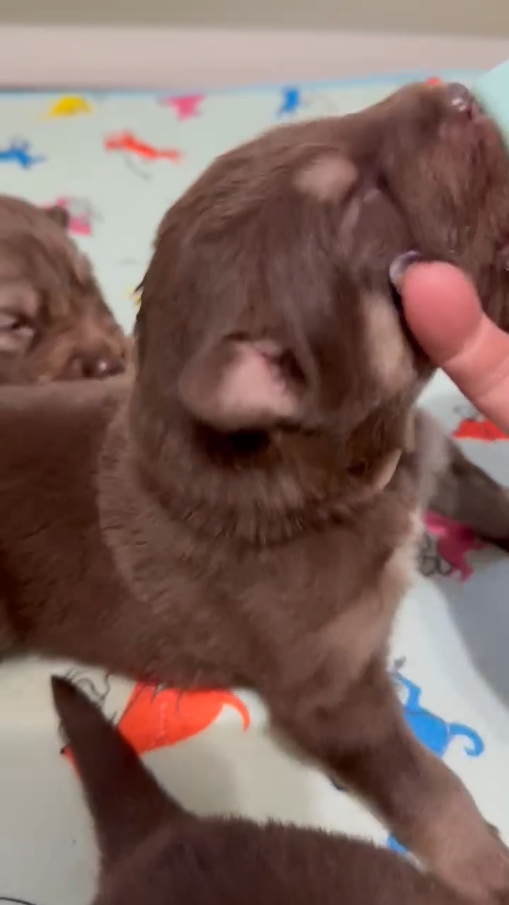 YouTube Template Vertical - Pippit