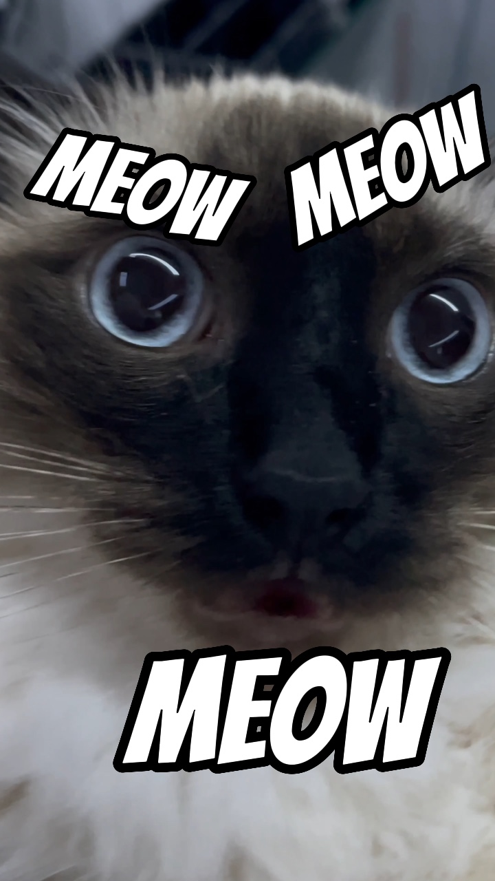 Gato Meme Maullando Llorando - Pippit