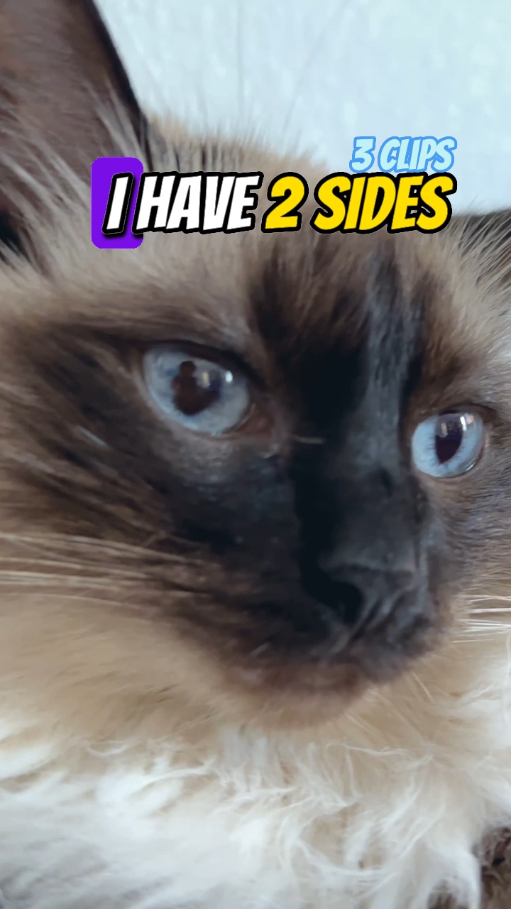 I Have Two Sides Meme - Pippit