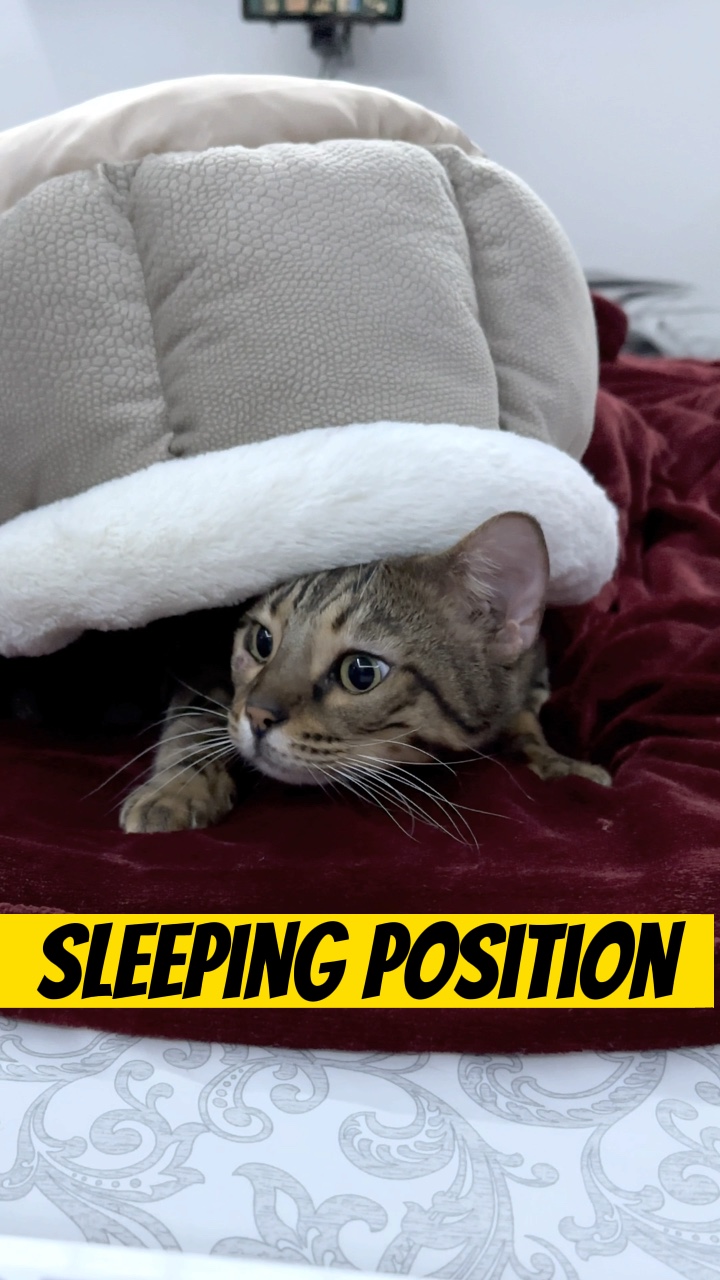 Memes De Gato Dormido - Pippit