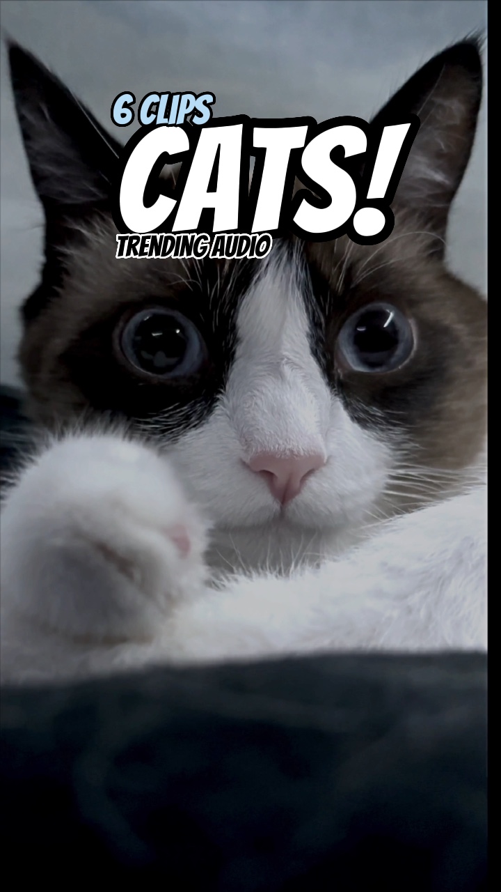 Gato Meme Maullando Llorando - Pippit