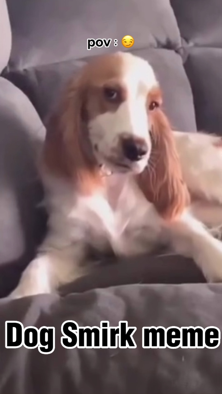 Dog Scared Meme - Pippit