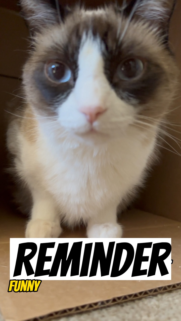 Gato Meme Maullando Llorando - Pippit