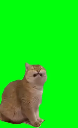 Cat Smile Meme: Discover the Funniest Viral Reactions Online