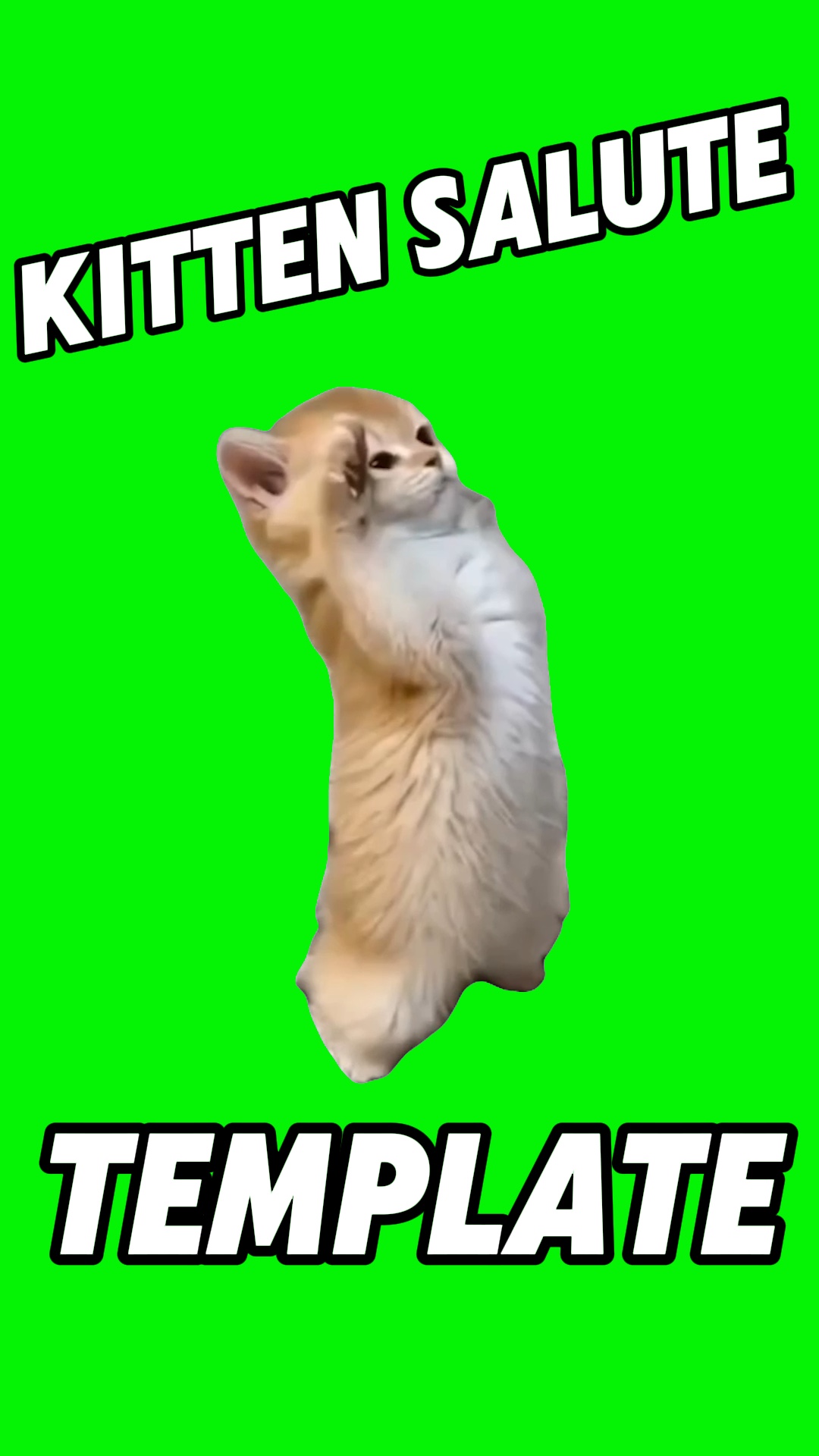 cat salute meme template - Pippit