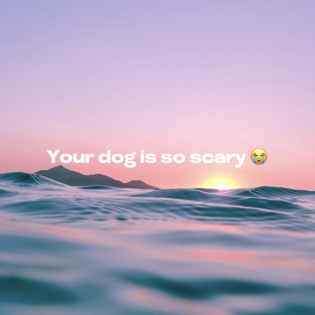 Dog Scared Meme - Pippit