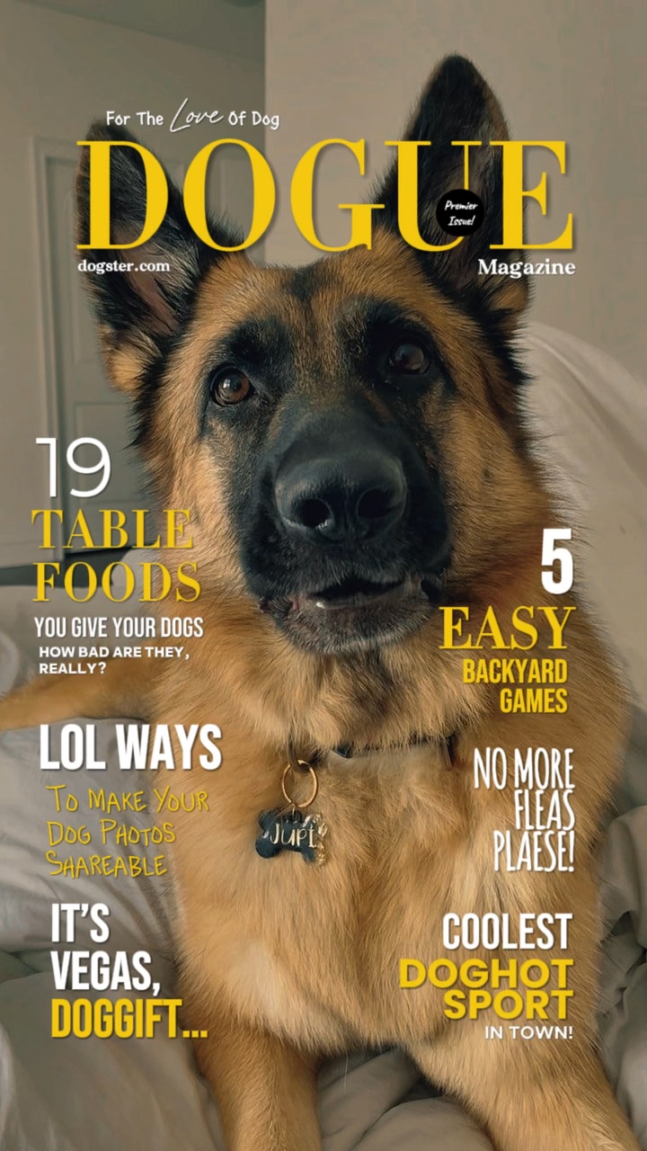 Publicidad de un producto para perros - Pippit
