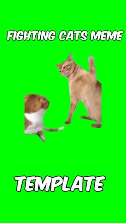 Angry Cat Meme: Discover the Funniest Cat Reactions Online