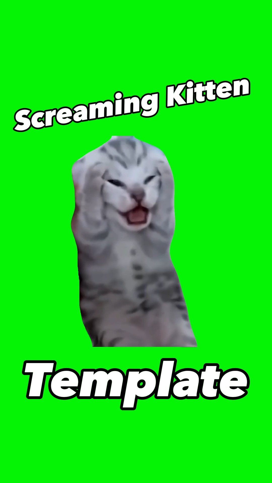 Gato Meme Maullando Llorando - Pippit