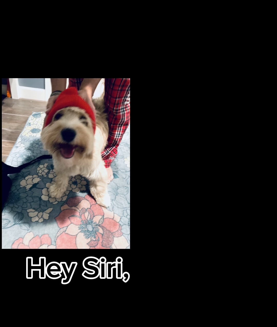 Dogs Templates for Funny - Pippit