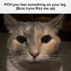 Mad Cat Meme: Discover Viral Feline Humor | CapCut - AI Tools
