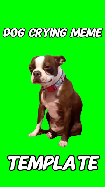 Dog Scared Meme - Pippit