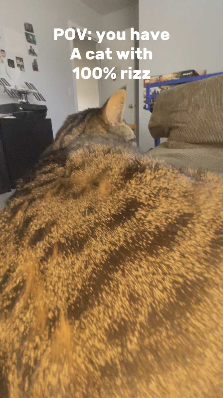 Cat Rizes - Pippit