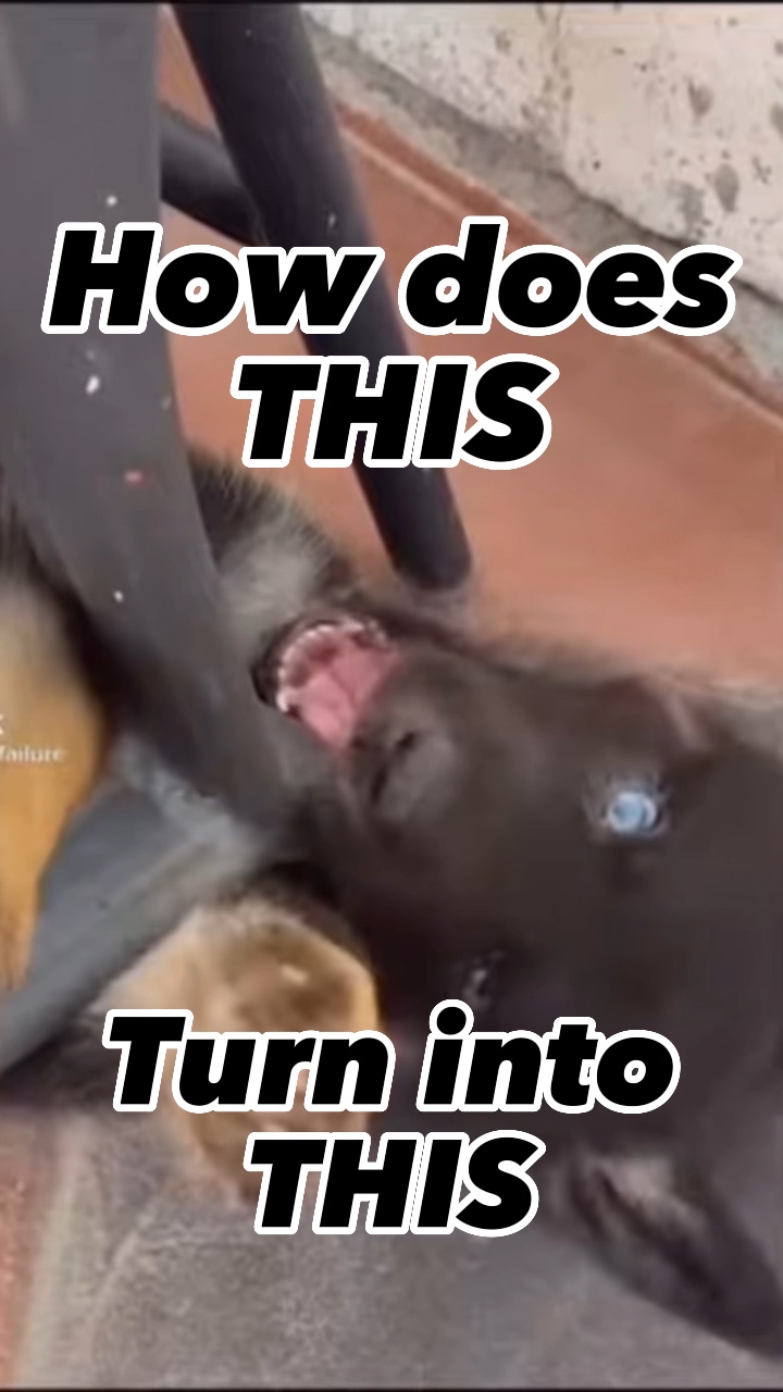 before and after meme - Pippit