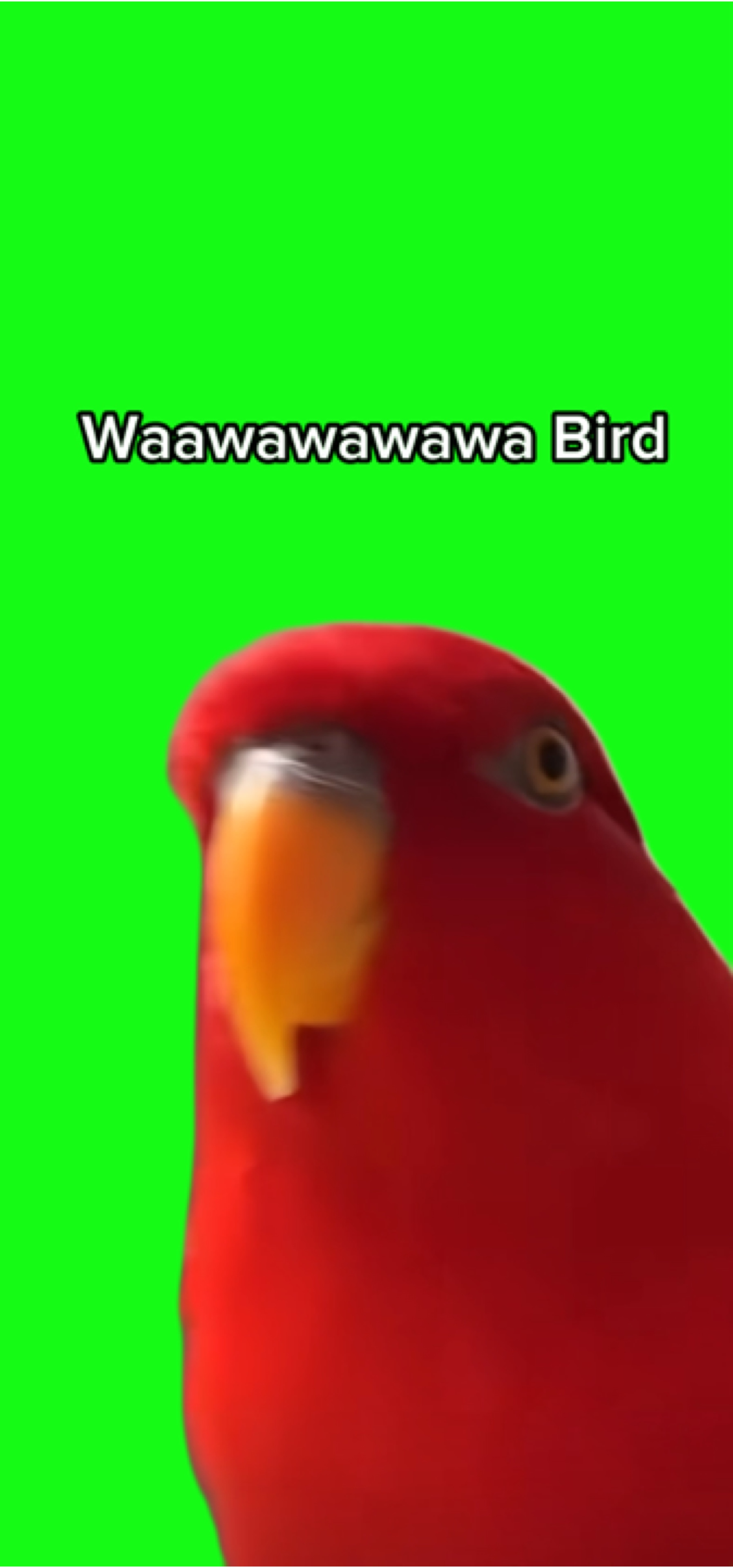 ai bird meme - Pippit
