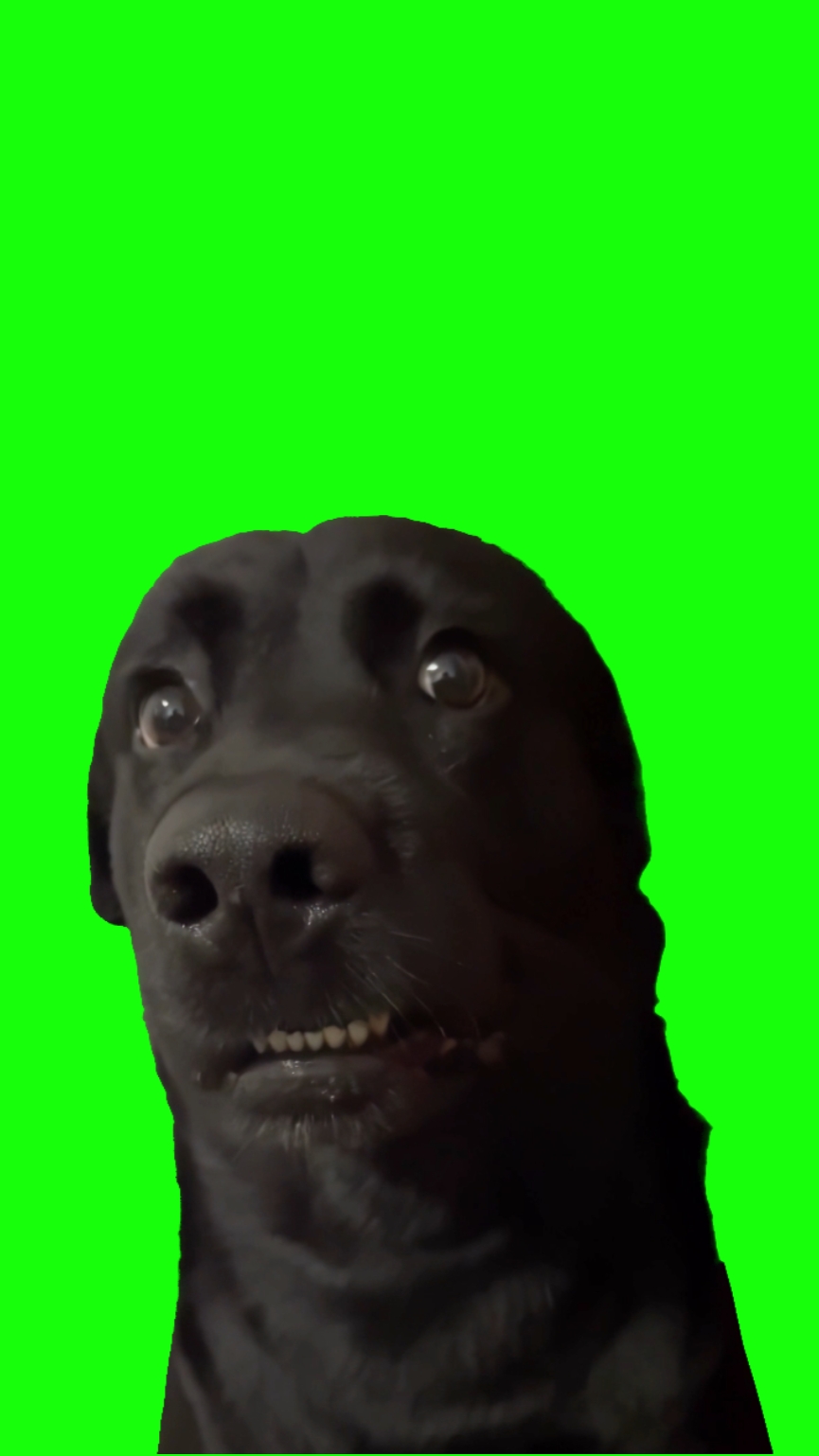 Dog Scared Meme - Pippit