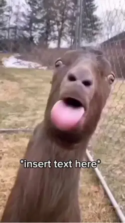 Goat Memes – Discover Hilarious Goat Memes Online Now