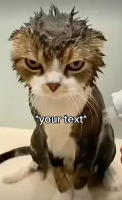 Humoristische kattenvideo’s bekijken – Geniet van grappige kattenclips