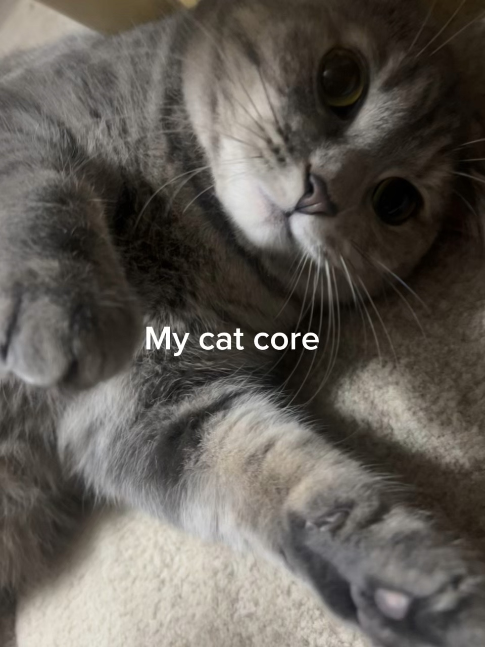 Cat Addiction - Pippit