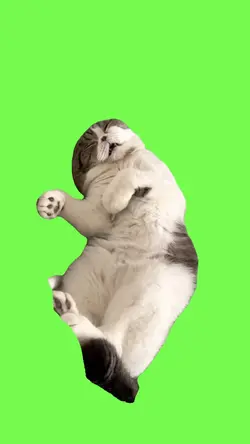 Cat Sleeping Meme: Discover the Funniest Images | CapCut - AI Tools