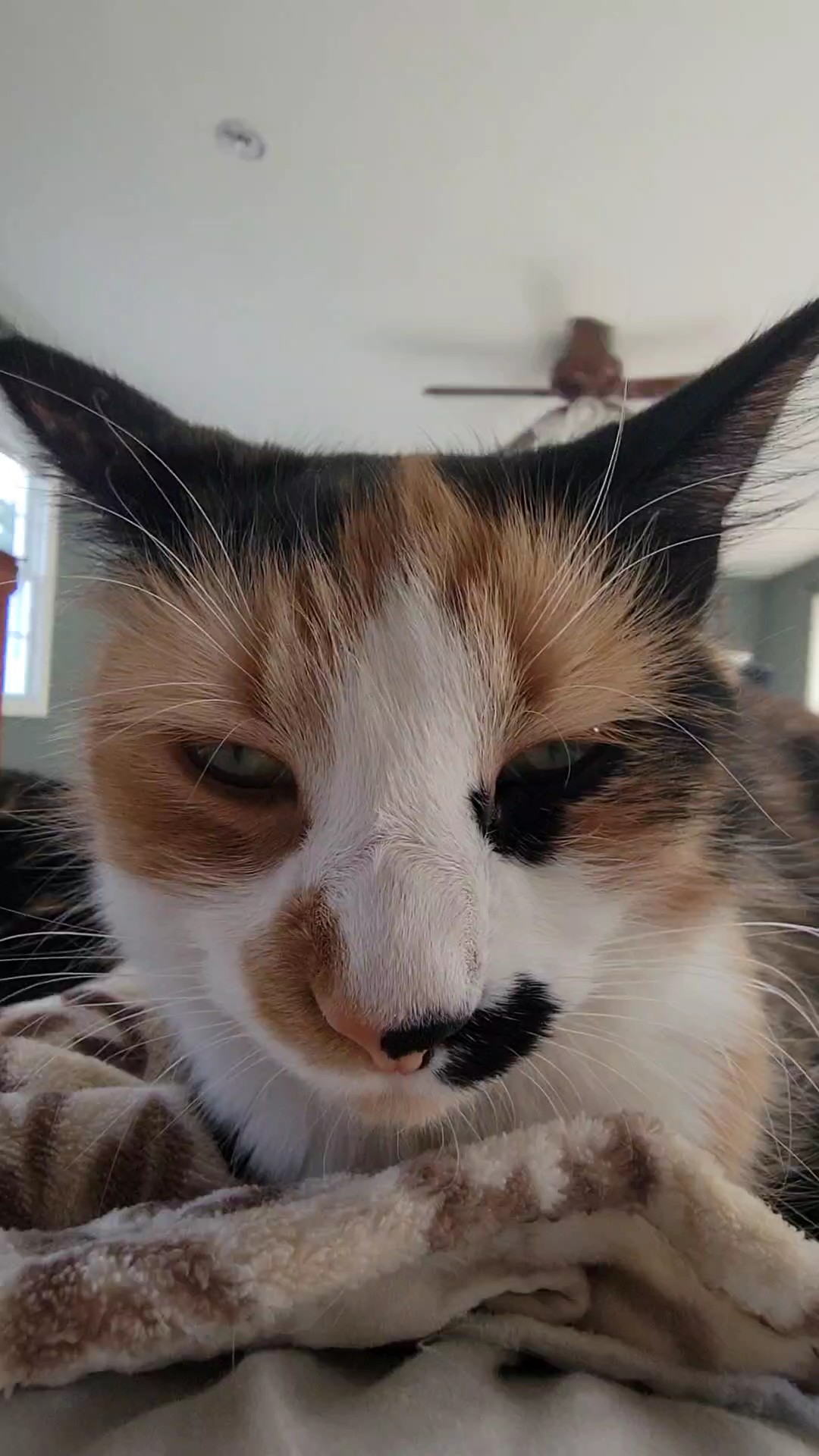 Gato Meme Maullando Llorando - Pippit