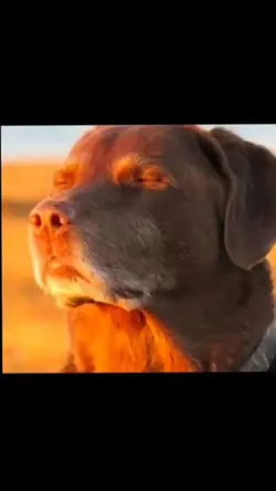 Fat Dog Meme: Boost Your Humor with Viral Dog Memes Online
