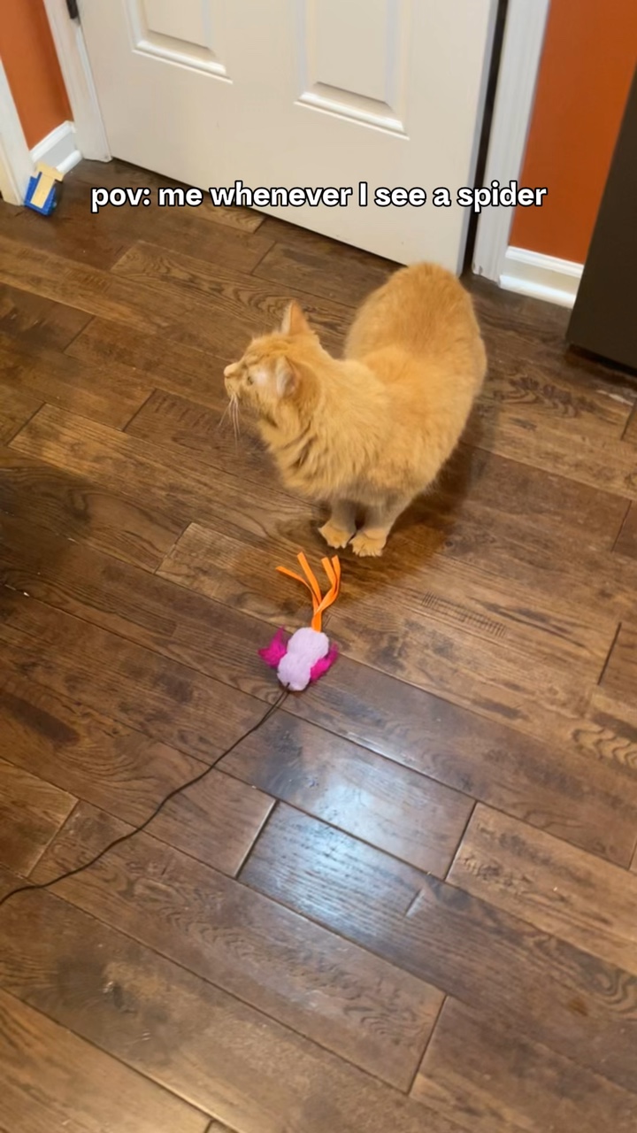 Funny relatable meme - video template by CapCut