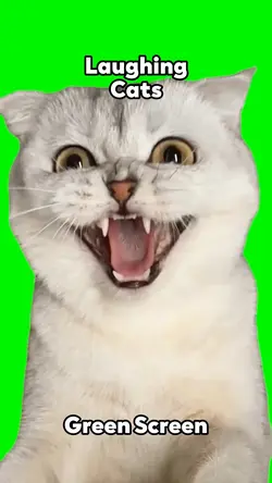 Cat Smile Meme: Discover the Funniest Viral Reactions Online