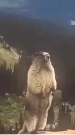 Grrr Meme: Discover the Funniest Viral Memes Online