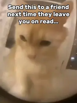 Angry Cat Meme: Discover the Funniest Cat Reactions Online