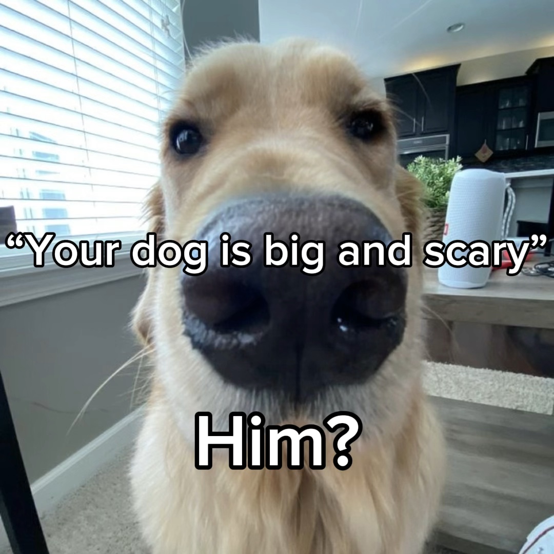 Dog Scared Meme - Pippit