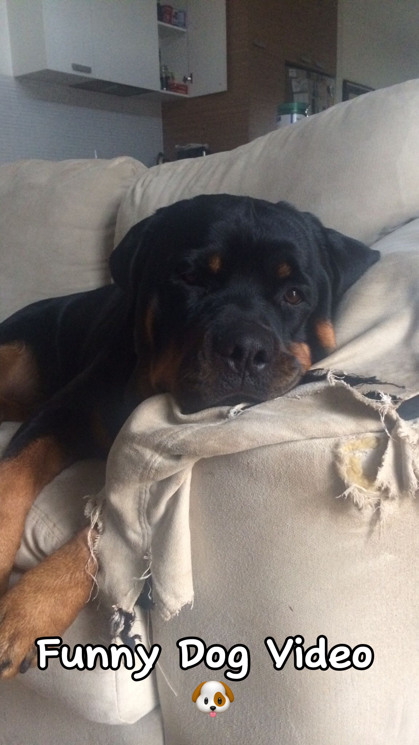 Dogs Templates for Funny - Pippit