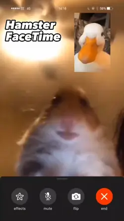 Hamster Meme: Discover Top Funny Hamster Memes Online
