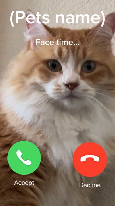 calling memes - Pippit