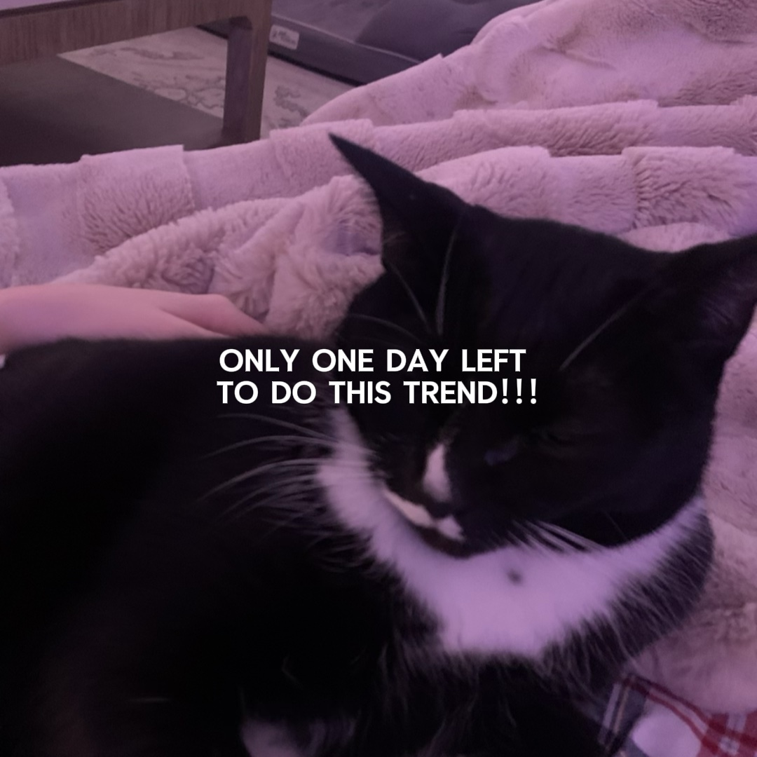 Template New 2025 Status - Pippit