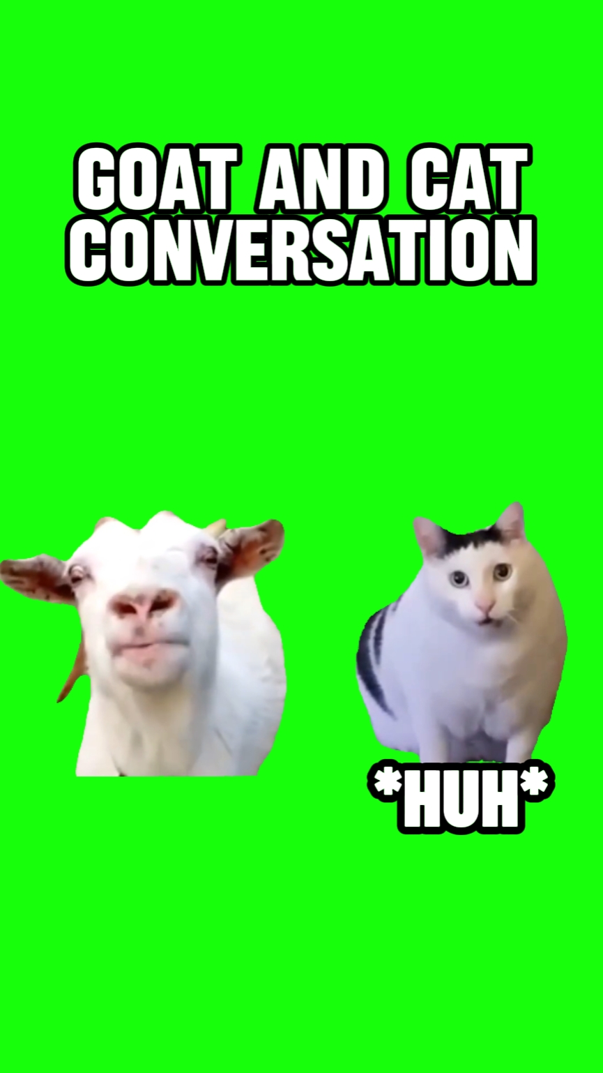 1000 Yard Stare Cat Meme - Pippit