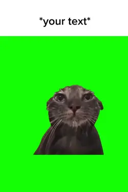 Wet Cat Meme: Discover the Funniest Cat Moments Online