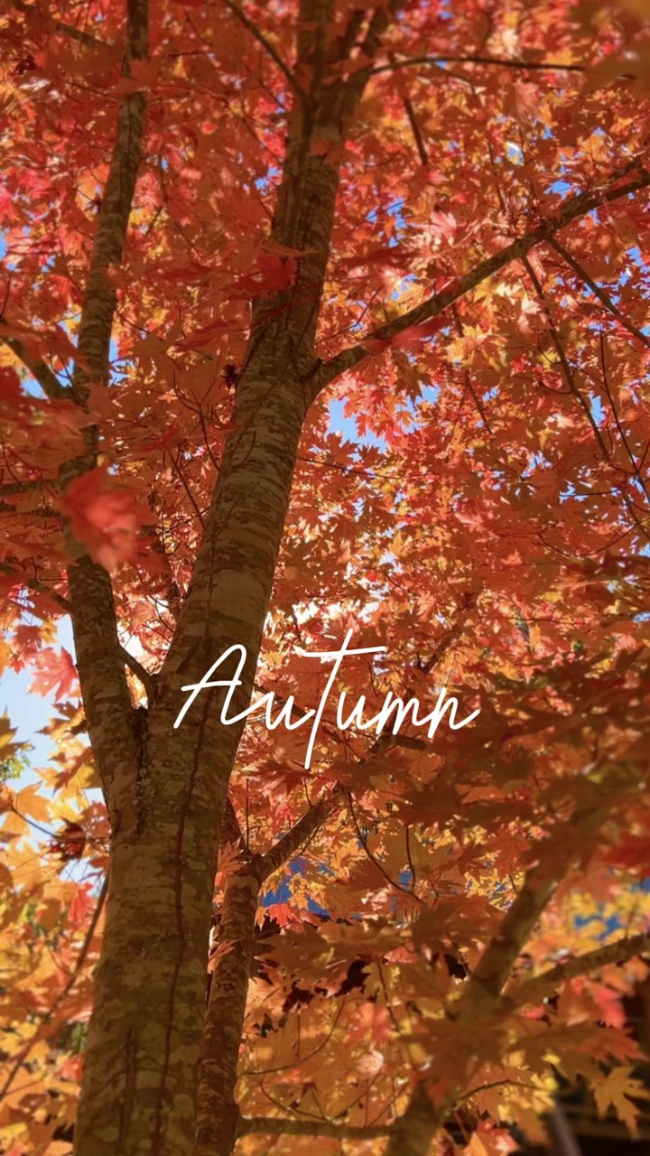 dti fall autumn theme - Pippit