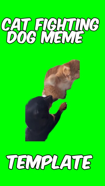 Green Screen Cat Slapping - Pippit