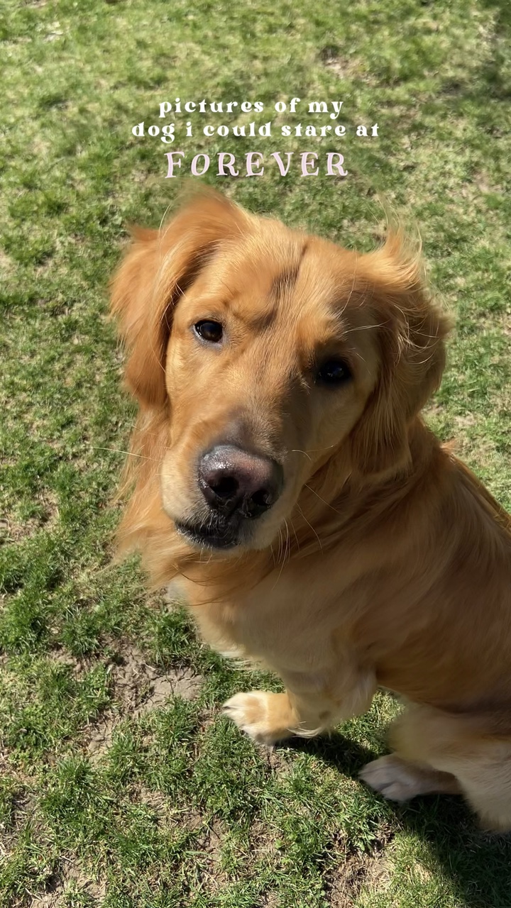 Dog AI Pictures Cute - Pippit