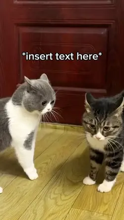 Angry Cat Meme: Discover the Funniest Cat Reactions Online