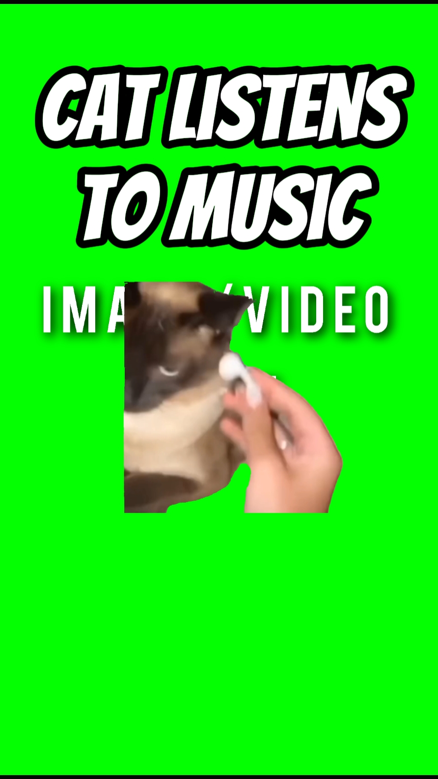 Cat Listening Music Meme - Pippit