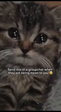 Sad Cat Meme: Discover the Funniest Memes & Images Online