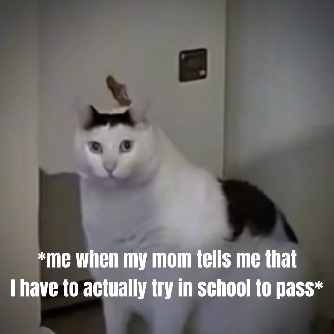 Huh Cat Meme Video - Pippit