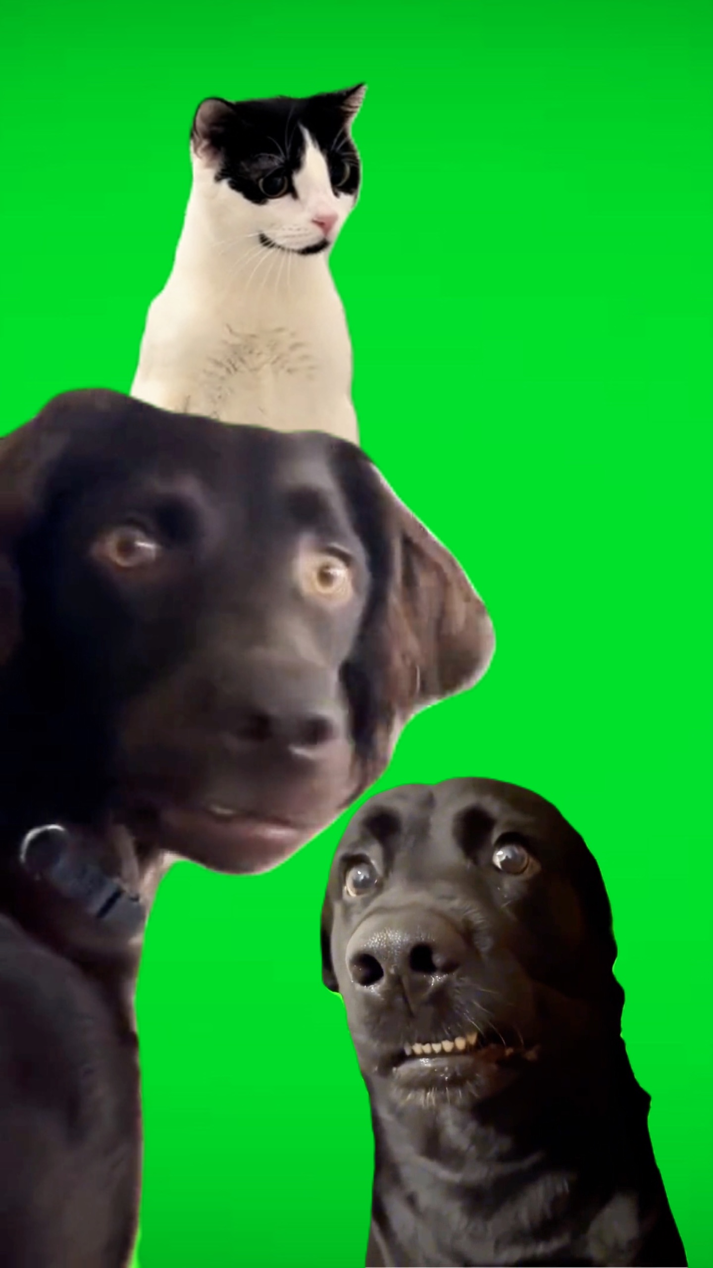 Dog Scared Meme - Pippit