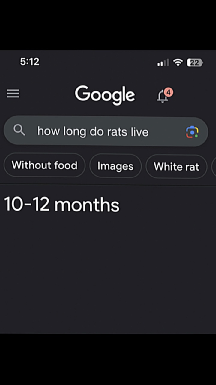 How long rats live. - video template by CapCut