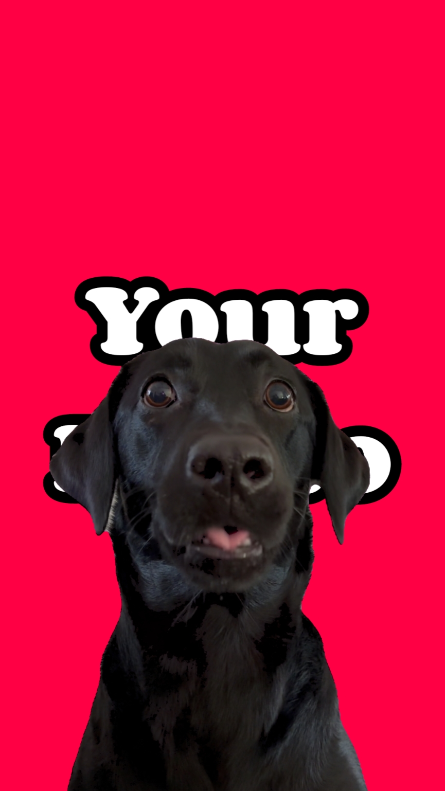 Dog Scared Meme - Pippit
