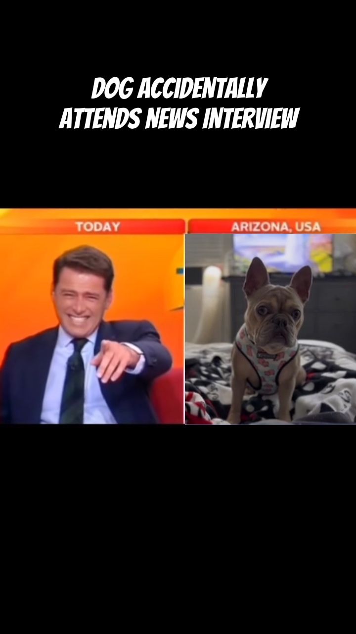 Dog Scared Meme - Pippit