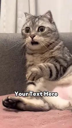 Surprised Cat Meme: Discover Top Viral Feline Reactions Online