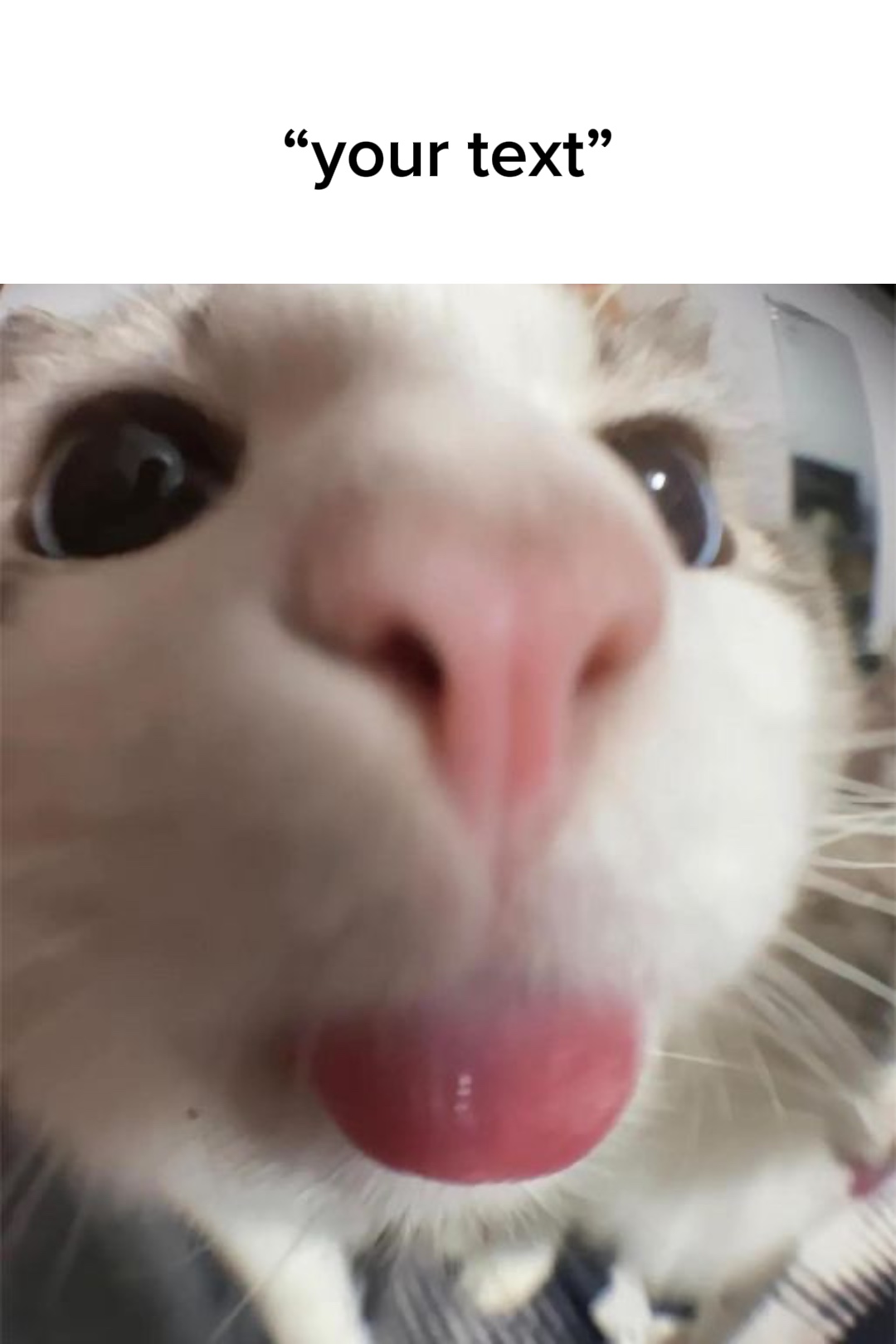 funny cats meme - Pippit